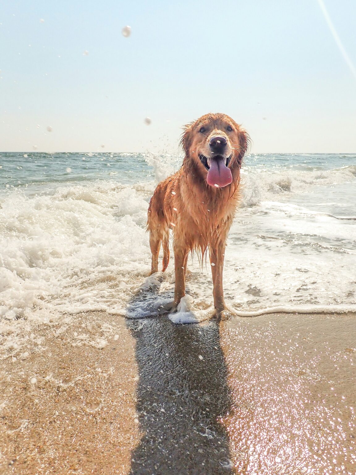 Best Dog-Friendly Beaches In California: Where To Enjoy The Sun And ...