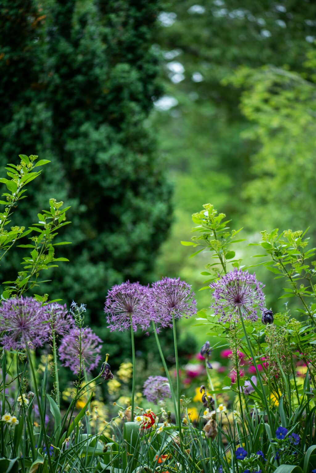 California Botanic Garden: A Blooming Oasis In Southern California ...