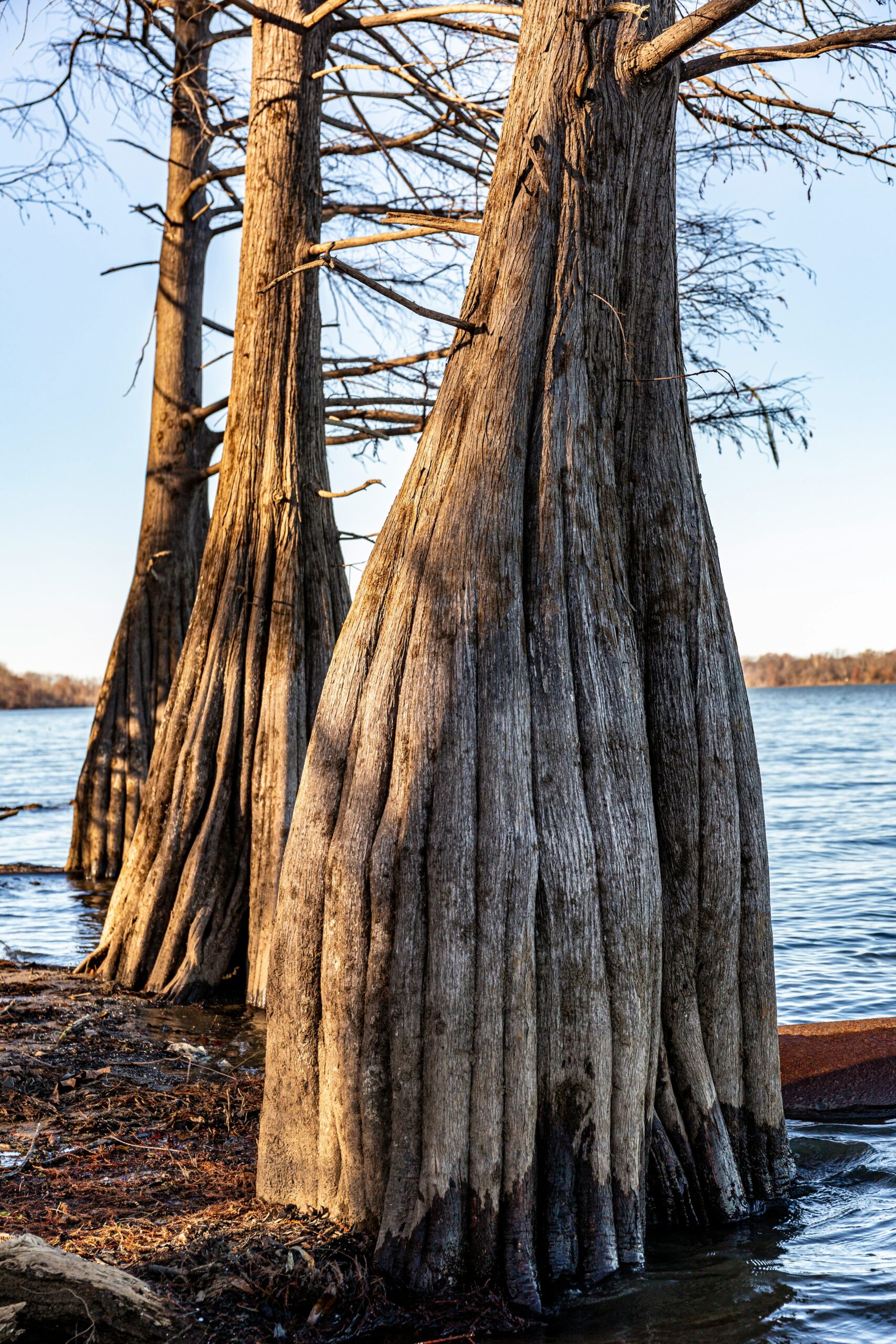 Guide To Modoc National Forest: Tips And Trails For A Memorable ...