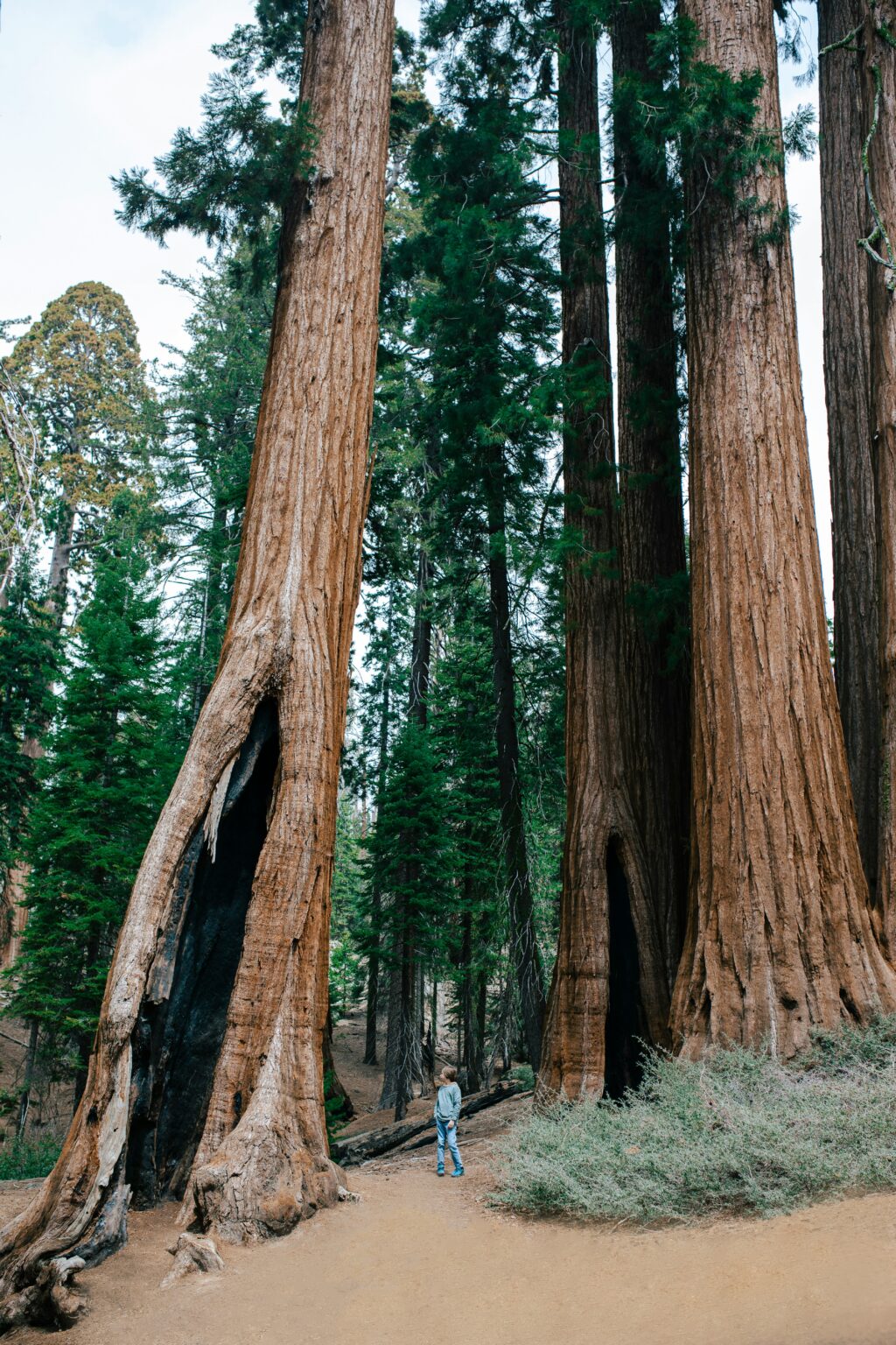 Sierra National Forest: A Guide To Hiking And Camping In California's ...