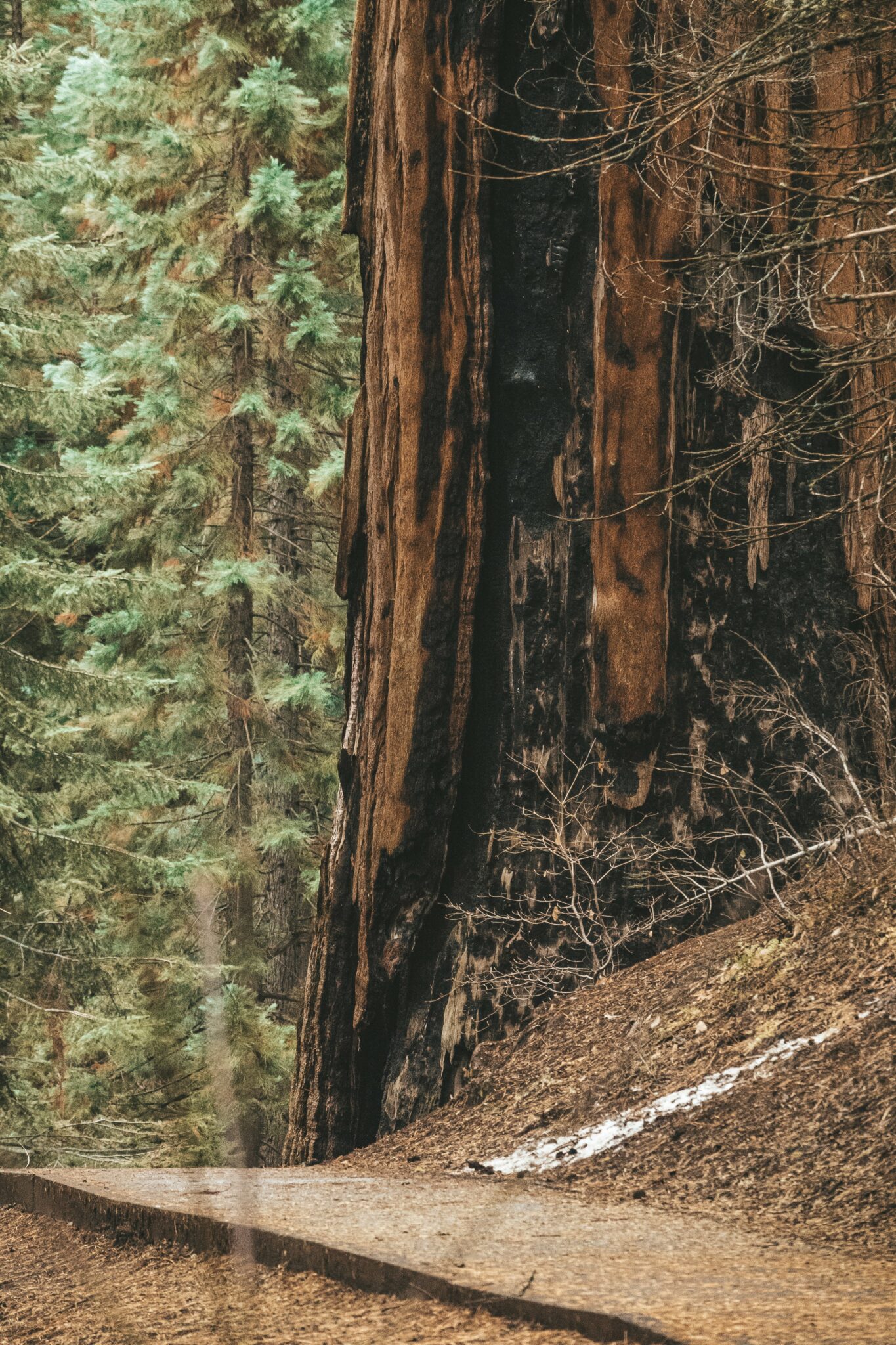 Three Rivers California: Gateway To Sequoia National Park - California ...