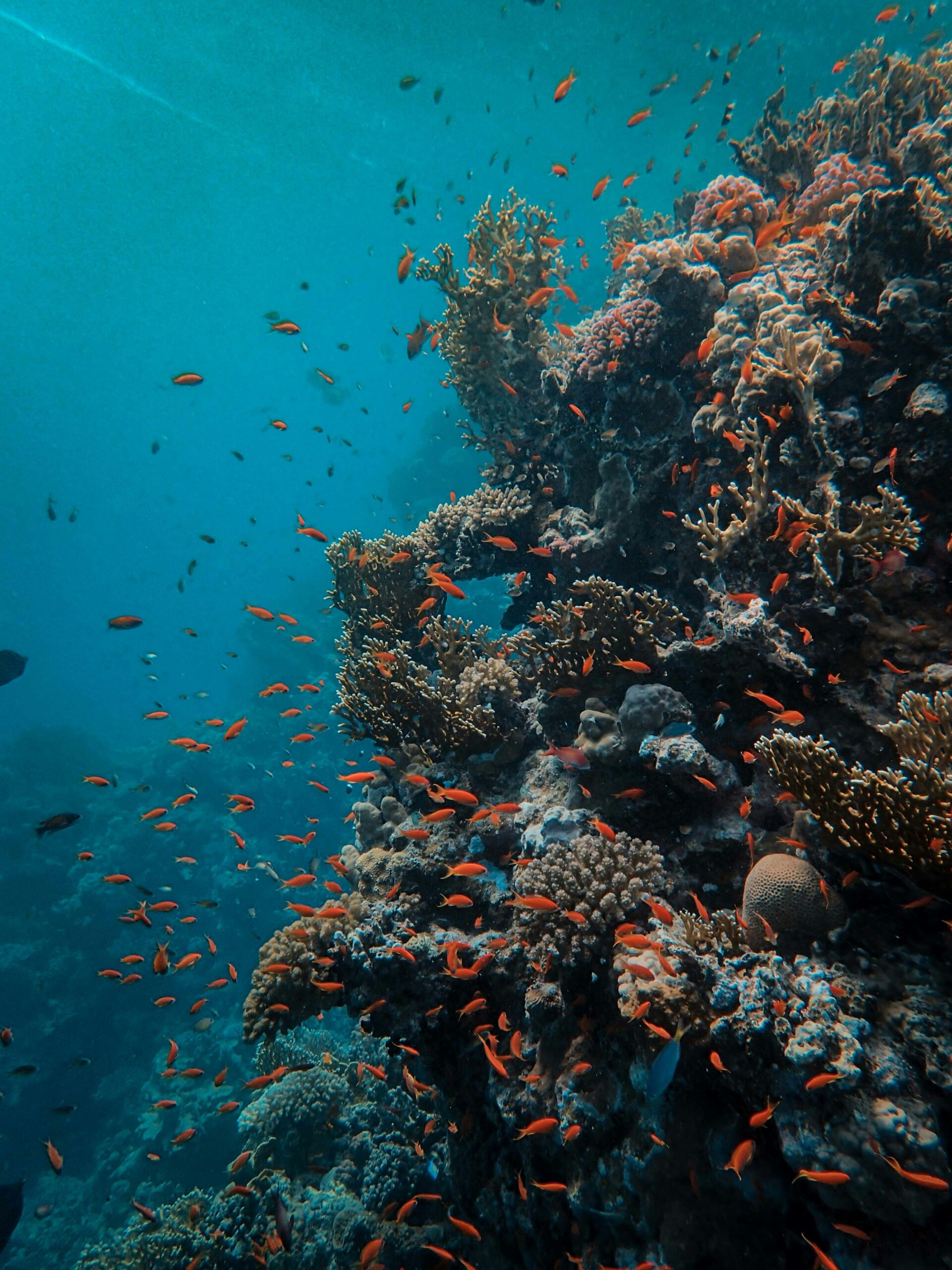 Coral Reefs In California: Surprising Underwater Treasures Along The ...