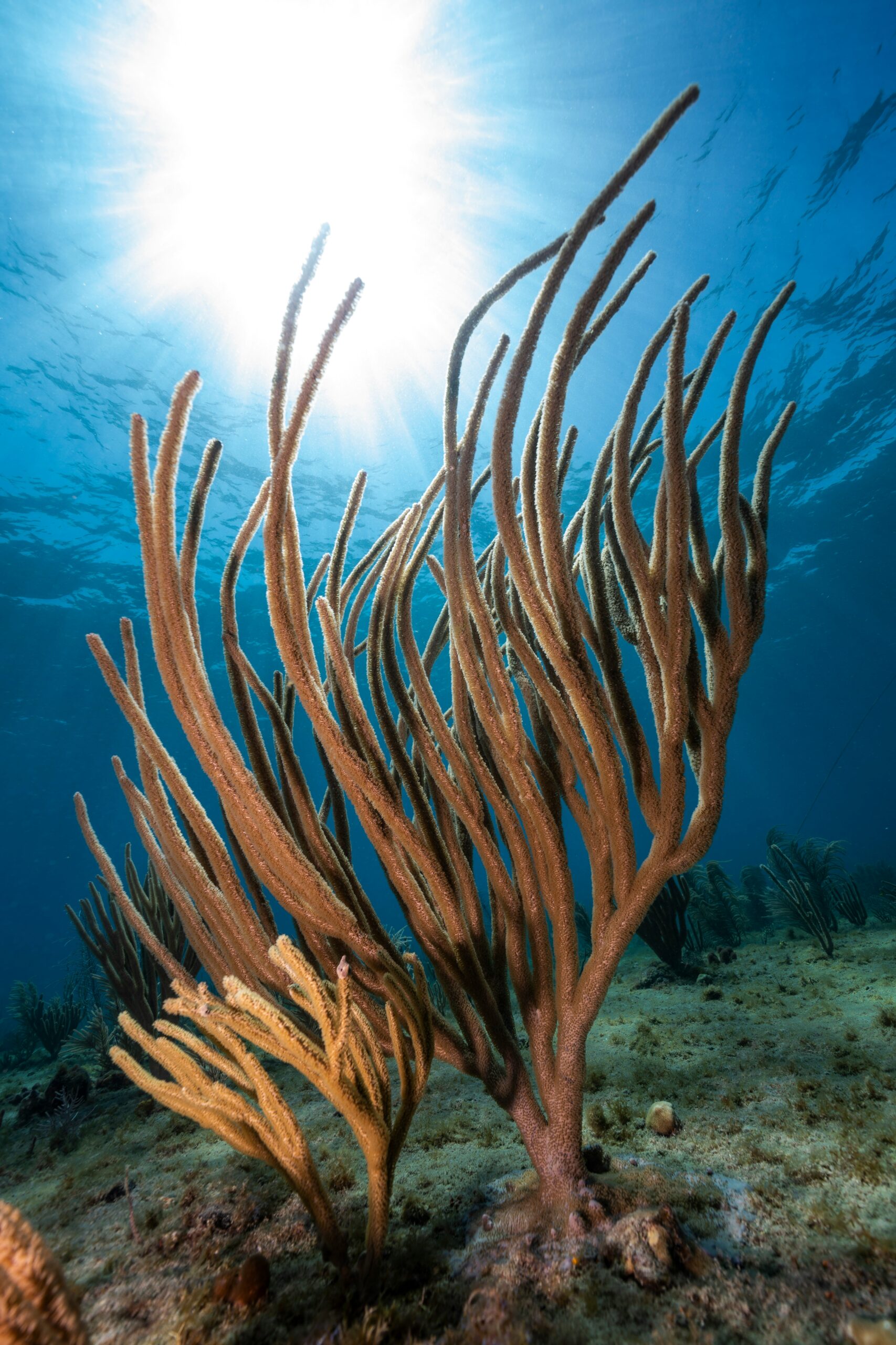 Coral Reefs In California: Surprising Underwater Treasures Along The ...