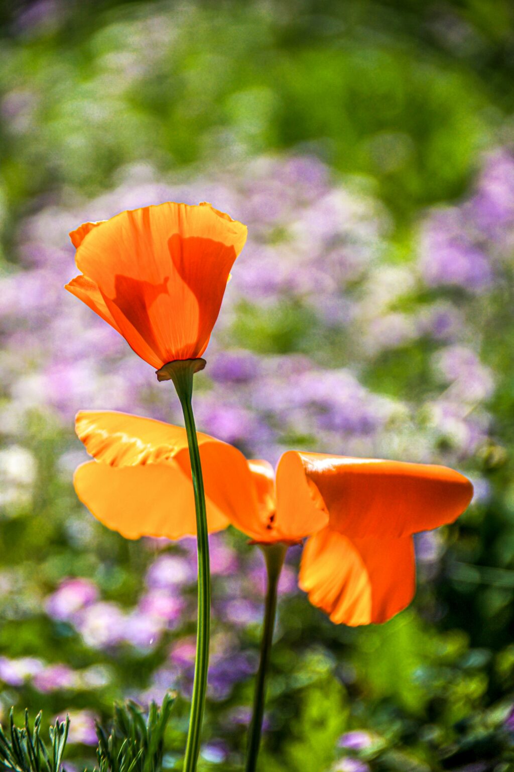 Fun Facts Of The California State Flower: Golden Poppies Through ...