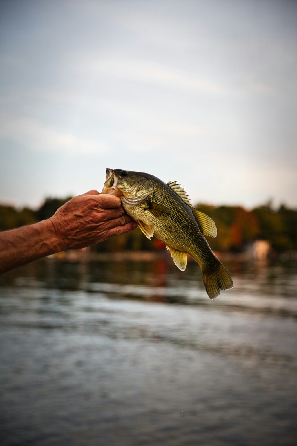 Guide To Getting Your Fishing License California: 2025 Requirements And ...