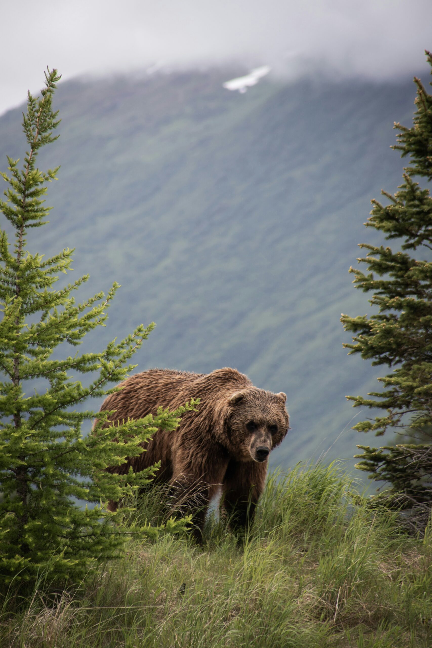 Facts About The California Flag: Origins And Symbolism Of The Bear ...