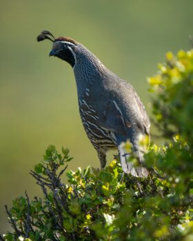 Fun Facts Of The California State Bird: Surprising Insights About The ...