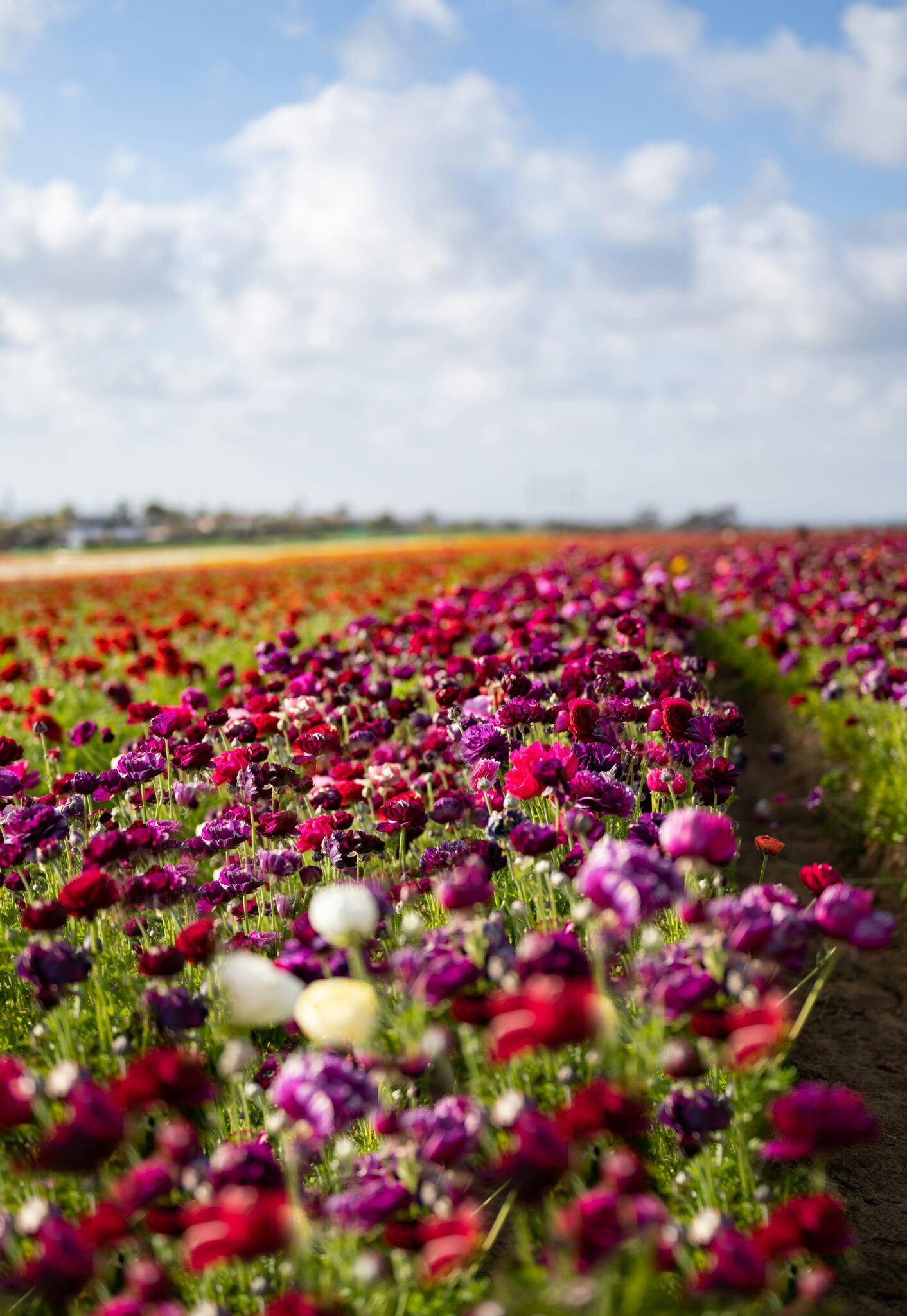 The Best Time To Visit The Carlsbad Flower Fields Is Now: Don't Miss ...