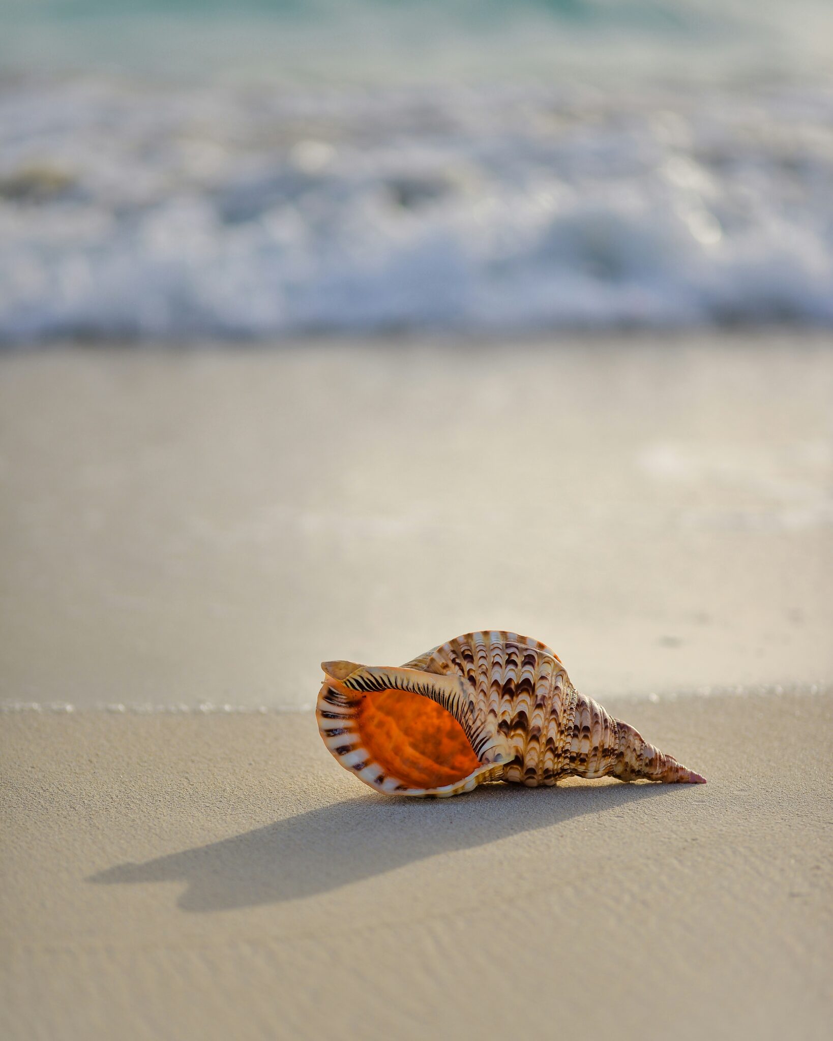 Searching For Seashells: California’s Best Beaches For Beachcombing ...