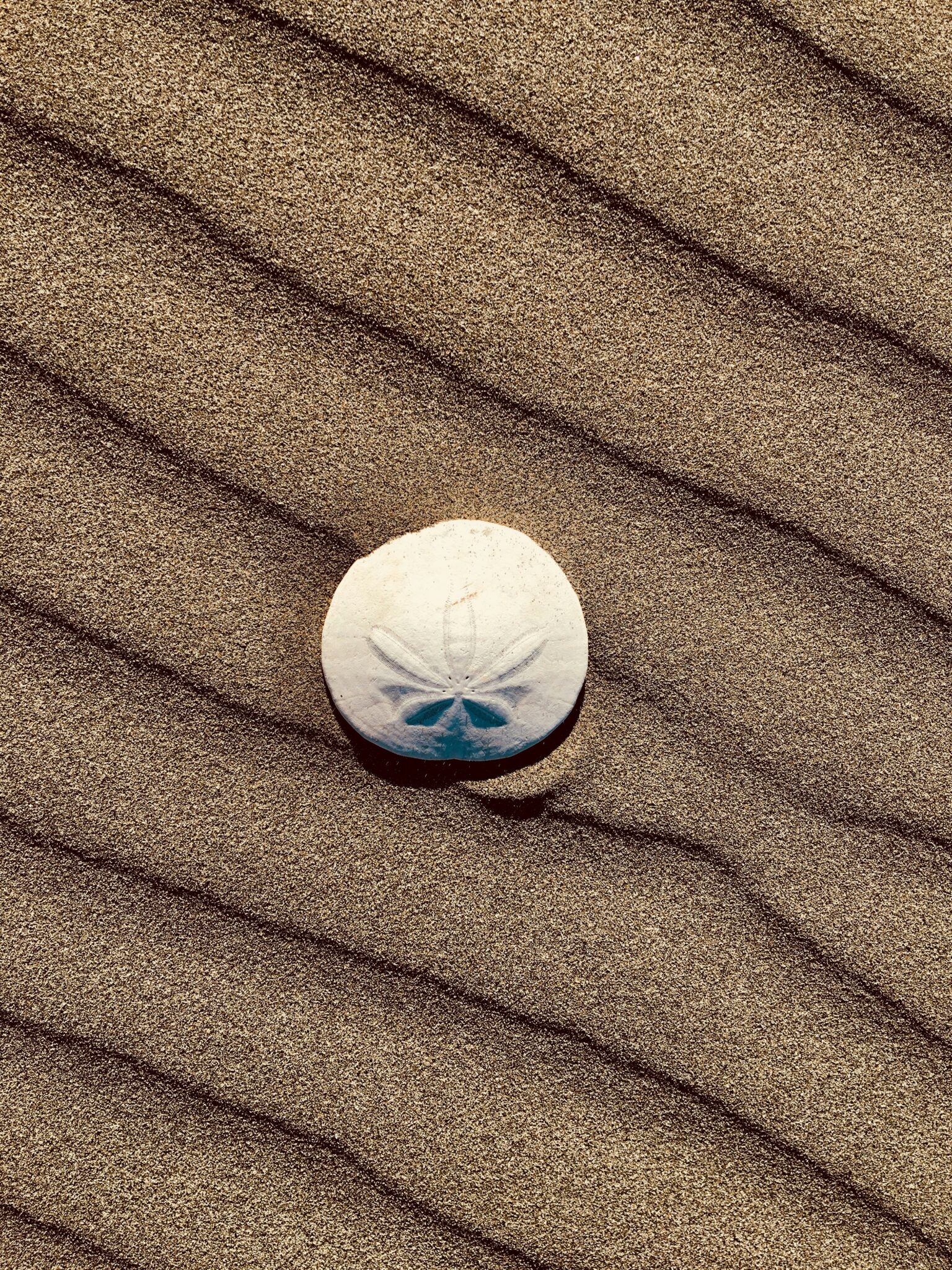 Searching For Seashells: California’s Best Beaches For Beachcombing ...