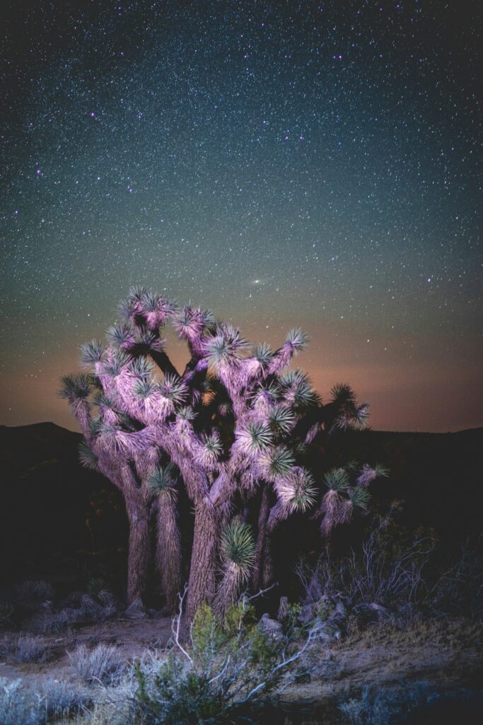 Joshua Tree In September: Best Fall Hikes, Stargazing & Desert Escapes ...
