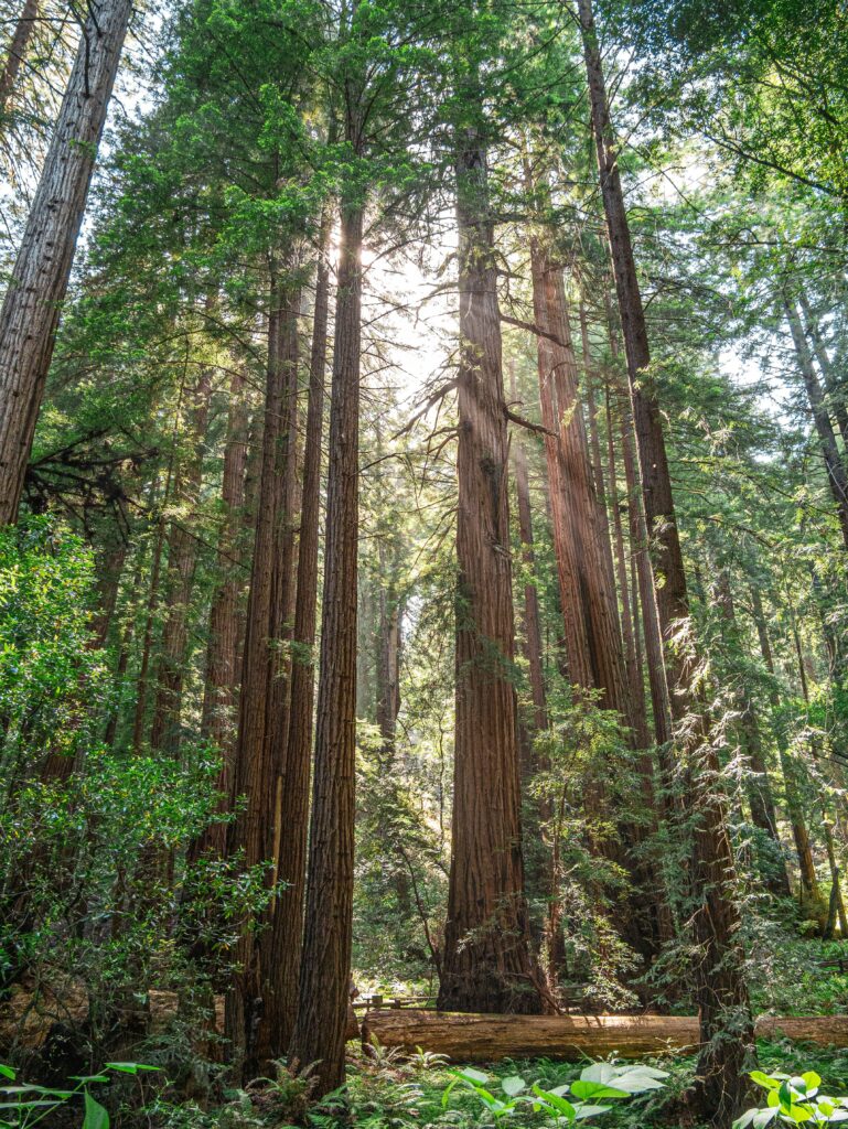 10 California State Parks That Shine In November: Hiking, Fall Foliage ...