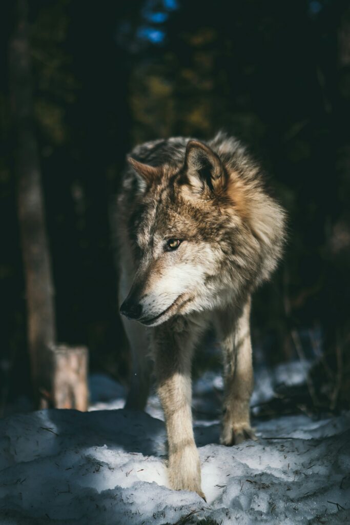 Historic Wolf Sighting Shakes Los Angeles: Tracking BEY03F’s Epic ...